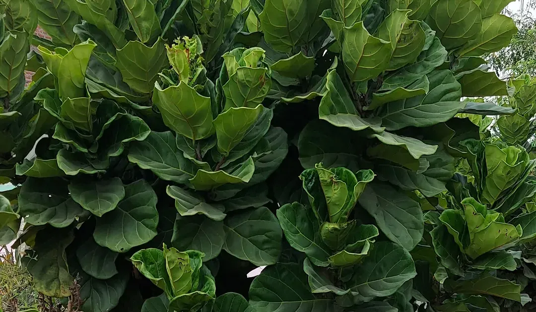 Indoor Jungle Plants & Foliage in Bengaluru | Ahava Garden